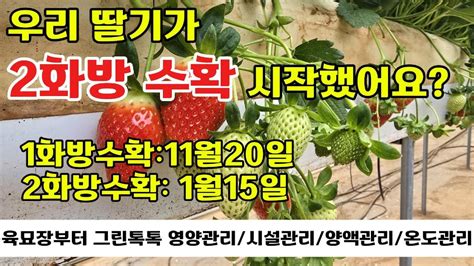 우리딸기가 2화방 수확시작했어요 충남논산편 Youtube