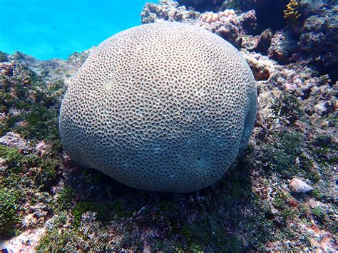 Reef Lagoon Benthic Habitat Mapping In The Coral Sea Marine Park