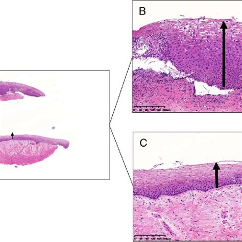 Digital Pathology Slides Were Scanned By K Scanner Kf Bio 120 Digital Download Scientific