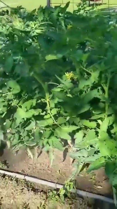 Профилактично пръскане на зеленчуци и лози Youtube