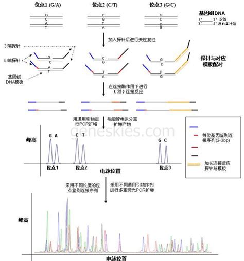 Snpscan高通量snp分型技术 上海天昊生物科技有限公司 上海天昊遗传分析中心