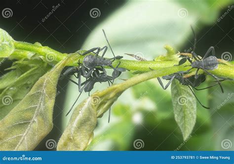 Close Shot Of The Black Leaf Footed Nymphs Stock Image Image Of Fauna