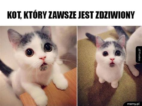 Zdziwiony Kot Memy Pl