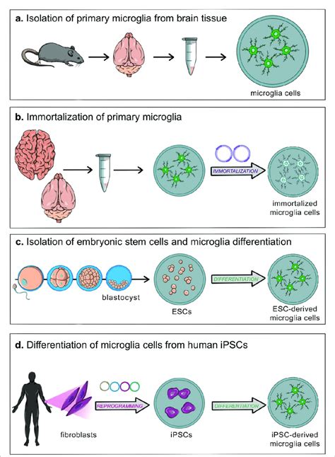 Methods To Obtain Microglia For 2d Cell Culture A Murine And In Download Scientific