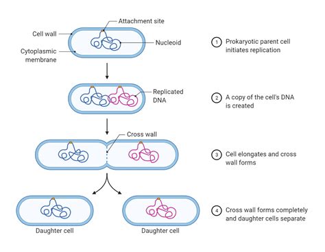 Prokaryotic Cells Characteristics Components Division Examples