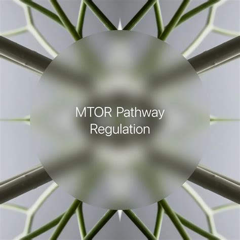 Mtor Pathway Regulation → Term
