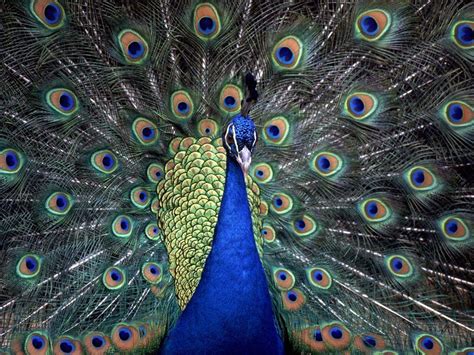 Peacock Desktop Wallpapers Wallpaper Cave