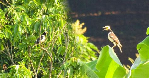 សត្វស្លាប មួយប្រភេទ នៅកម្ពុជា អាចហោះហើរ បានដល់ចម្ងាយ ១ម៉ឺន ៦ពាន់គីឡូម៉ែត្រ ចំនួន២លើក ក្នុង១ឆ្នាំ