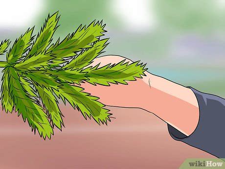 3 Ways To Identify Spruce Trees WikiHow