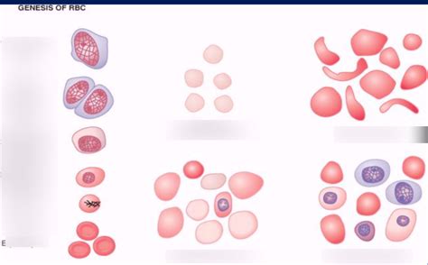 Génesis de eritrocitos y eritrocitos en anemias Diagram Quizlet