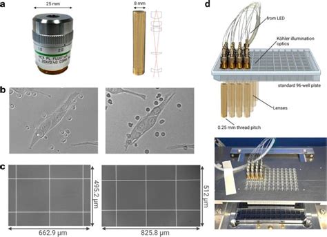 Complexeye A Multi Lens Array Microscope For High Throughput Embedded Immune Cell Migration