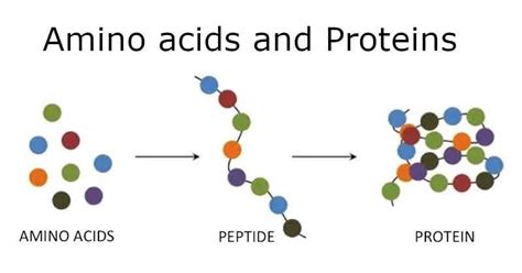 Proteins Polymers Of Amino Acids