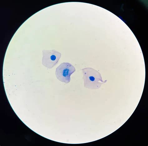 Oil Immersion Microscope Images Libres De Droit Photos De Oil Immersion Microscope Depositphotos