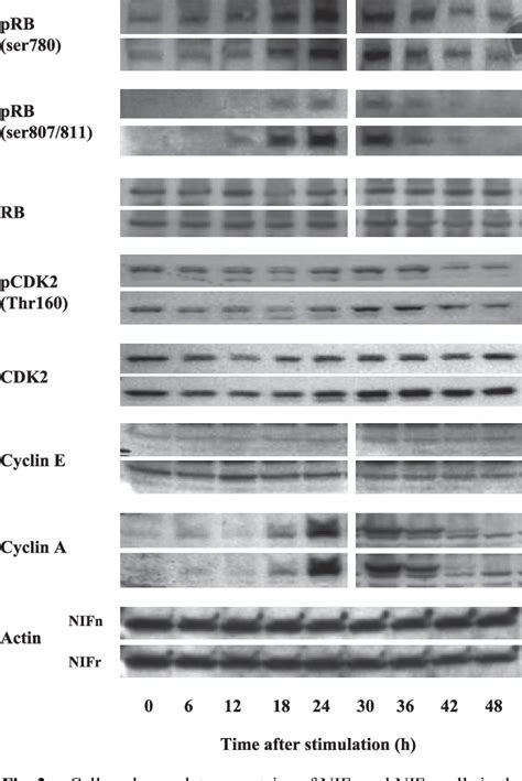 Figure 3 From Differences Of Cell Growth And Cell Cycle Regulators Induced By Basic Fibroblast