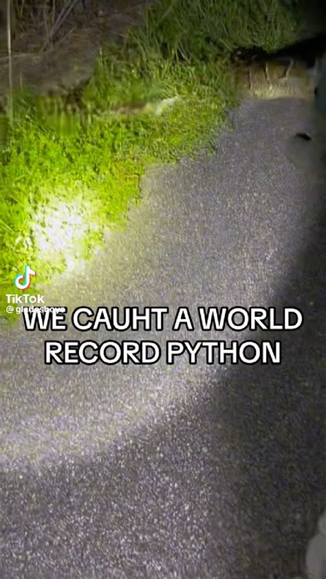 Breaking News Worlds Largest Python Caught This Weekend In Florida 19ft 🐍 R Joerogan