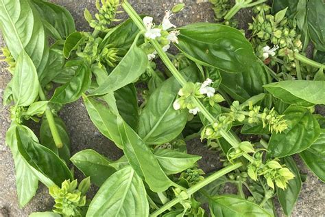 Basilicumplant Verzorgen Oermoes