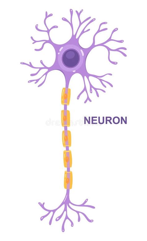 Vector Illustration Of Neuron Anatomy Stock Vector Illustration Of