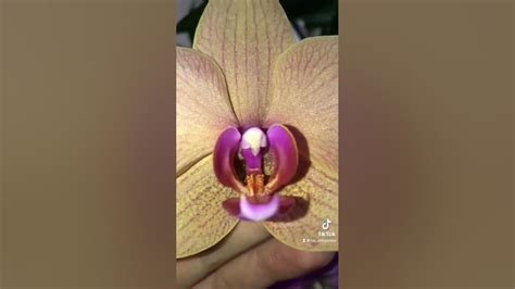 Фаленопсис Сурф Сонг 🌸Surf Song - YouTube