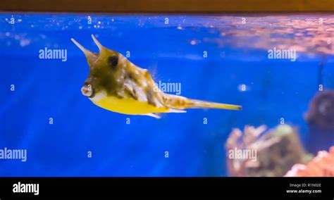 Funny And Cute Exotic Longhorn Cowfish Or Horned Boxfish Swimming In