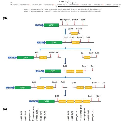 Cell Growth Of Lung Cancer Cells Infected With Mirna Sponges Or