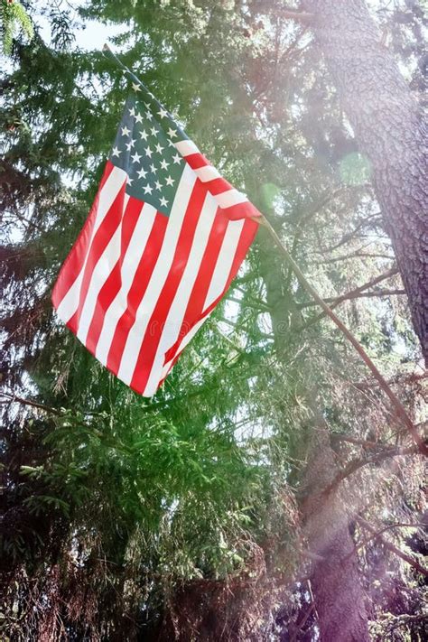 American Flag Is Attached To A Tree The Usa Flag Is Set In A Pine