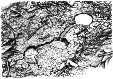 A Cross Sectional View Of An Excavated Subterranean Nest Of Download Scientific Diagram