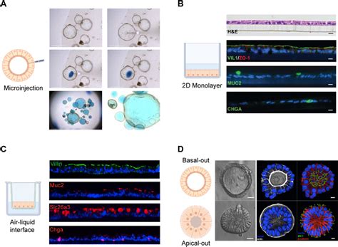 The Explorations On The Improvement Of Intestinal Organoid Culture A Download Scientific