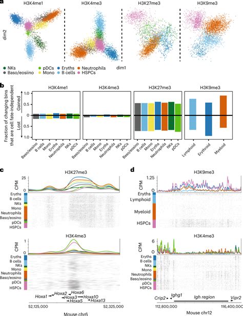 Repressive Chromatin Dynamics Are Largely Cell Fate Independent A