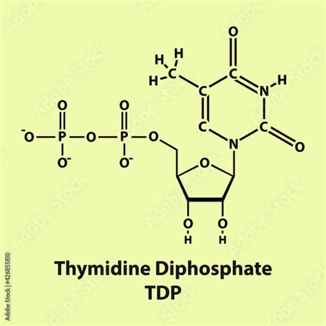 Deoxythymidine Diphosphate