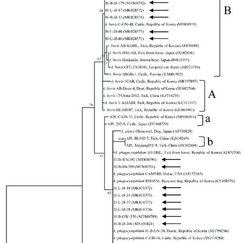 Phylogenetic Tree Created Using The Maximum Likelihood Technique With