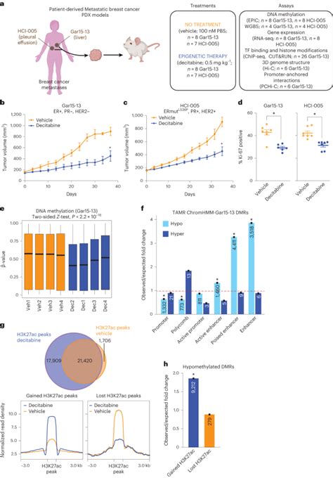 表观遗传疗法针对内分泌耐药乳腺癌 3d 表观基因组的潜力 Nature Structural And Molecular Biology X Mol