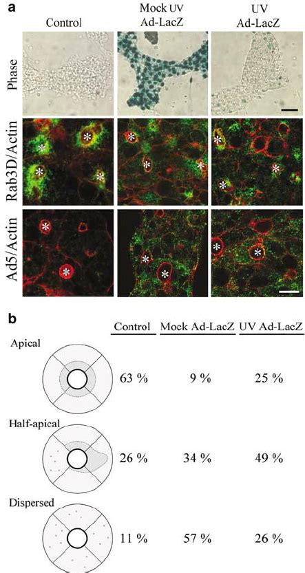 Ad Modulation Of Cch Stimulated Release Of Protein And B Hexosaminidase