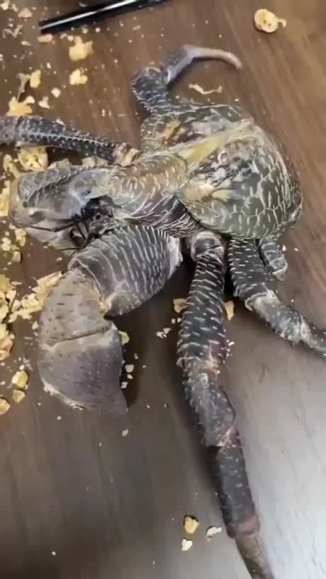 Nutcracker Album On Imgur