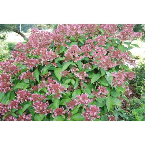 Hydrangea Paniculata Dharuma