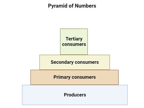 Ecological Pyramids Definition Types Examples Importance Limitations Biology Notes Online
