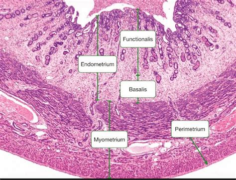 Histology Of The Human Endometrium During The Normal Cycle