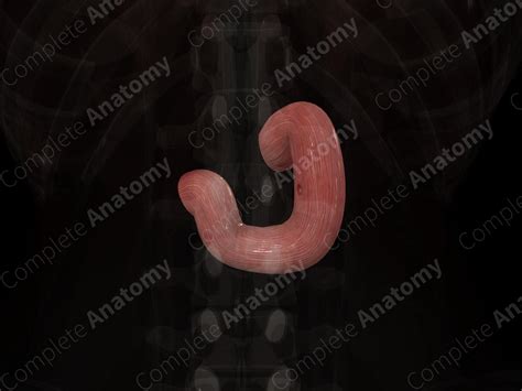 Duodenum Complete Anatomy