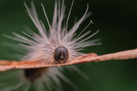 Oak Processionary Moth Profile And Control Plantura