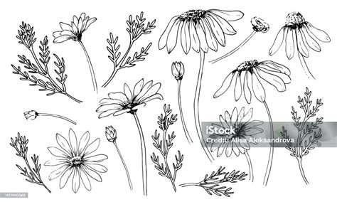 카모마일 세트의 스케치 피는 데이지 꽃이 새겨져 있습니다 빈티지 스타일의 야생 허브로 손으로 그린 벡터 그리기 개체 그룹에 대한 스톡 벡터 아트 및 기타 이미지 Istock