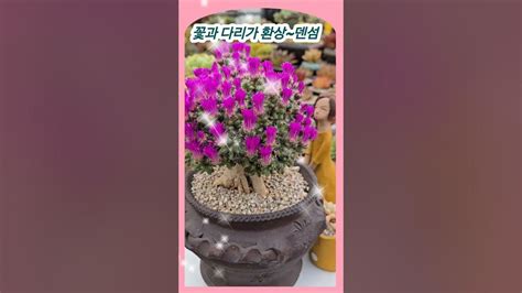 꽃이 예쁜 덴섬어제그다육 다육생활 반려식물다육 다육 다육키핑임영웅무지개왕언니 Youtube