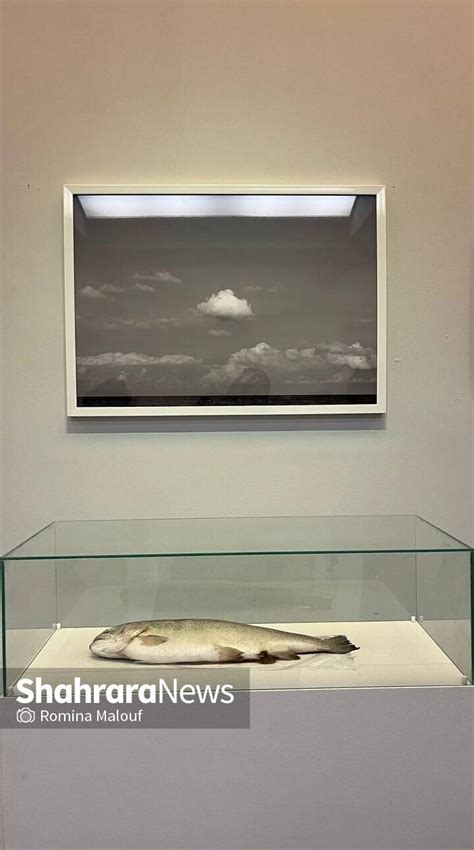 آن ماهی مرده، پای قاب عکس نگاهی به نمایشگاه عکاسی، مرگ ماهی و چند