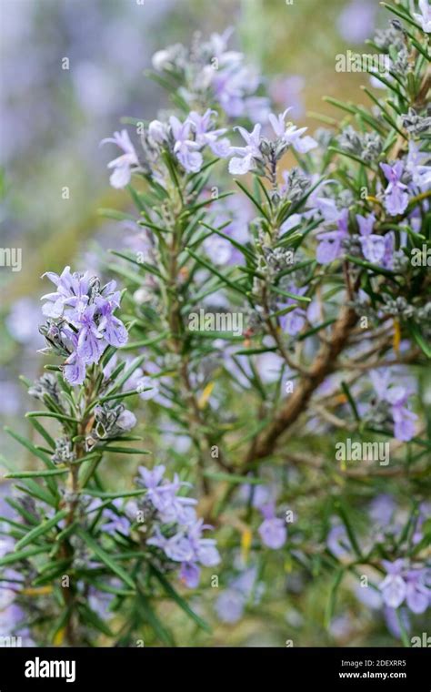 Blue Flowers Of Rosemary Green Ginger Rosmarinus Officinalis Green