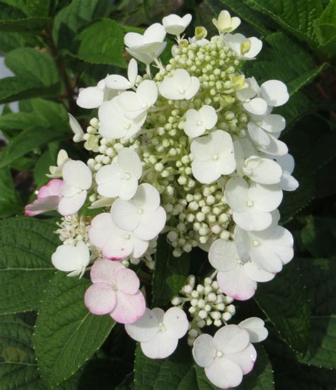 Hydrangea Paniculata Little Quick Fire® Pp25136 Riggins Nursery