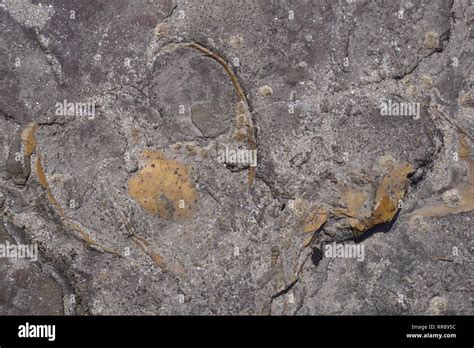 Bivale Fossil Shell In Carboniferous Shale Along The Fife Coast