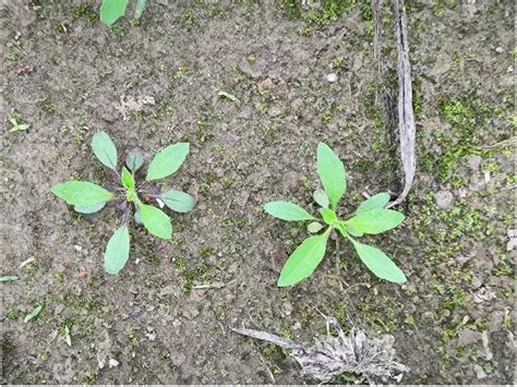 Mask R Cnn 对农田大豆及杂草进行实例分割 训练农作物大豆整体区域，大豆杂草顶部和大豆根部区域实例分割数据集 1 Csdn博客