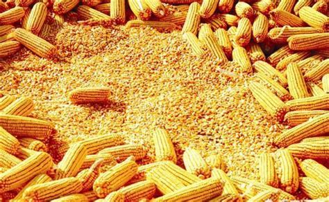 農村種糧大戶和養豬戶分析玉米後期價格走勢，你認為誰說的對？ 每日頭條