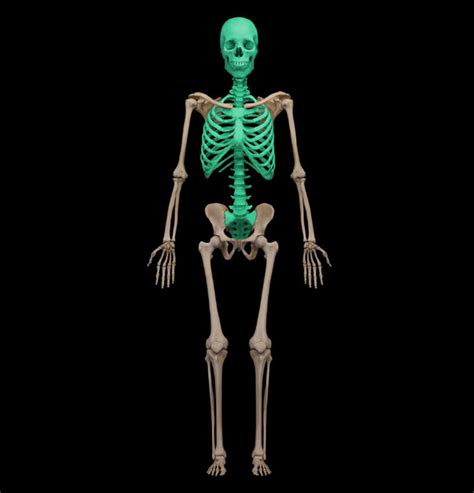 Skeleton Pt 2 Diagram Quizlet