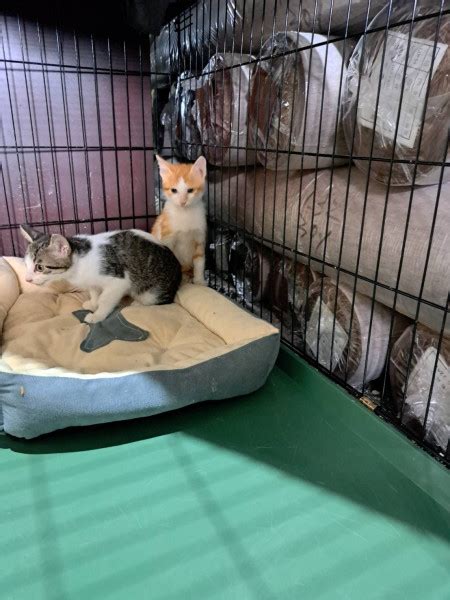 I Adopt
