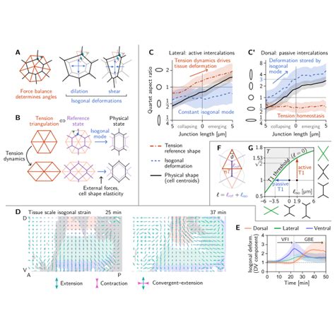 Tension Isogonal Decomposition Of Epithelial Geometry Identifies