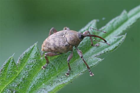 Weevil On A Leaf Insect Week